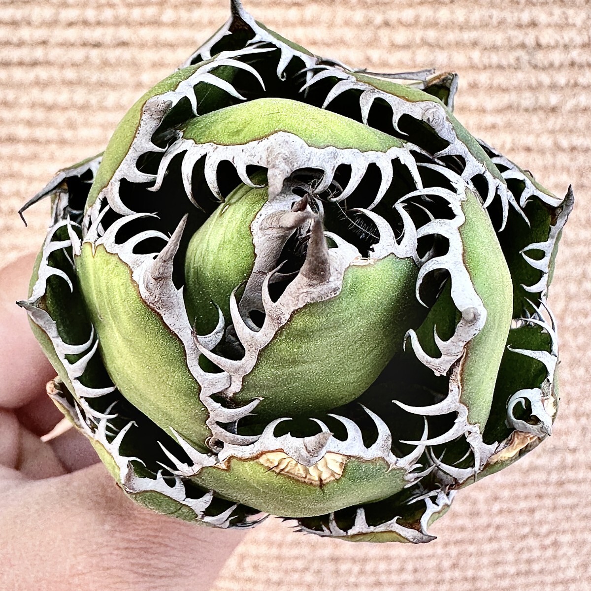 Yahoo!オークション - 【Lj_plants】Q527 激レア高級品種 多肉植物アガ...