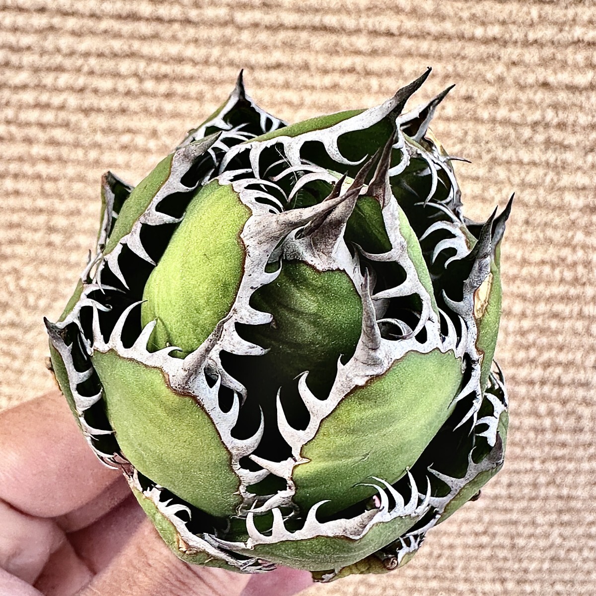 Yahoo!オークション - 【Lj_plants】Q527 激レア高級品種 多肉植物アガ...