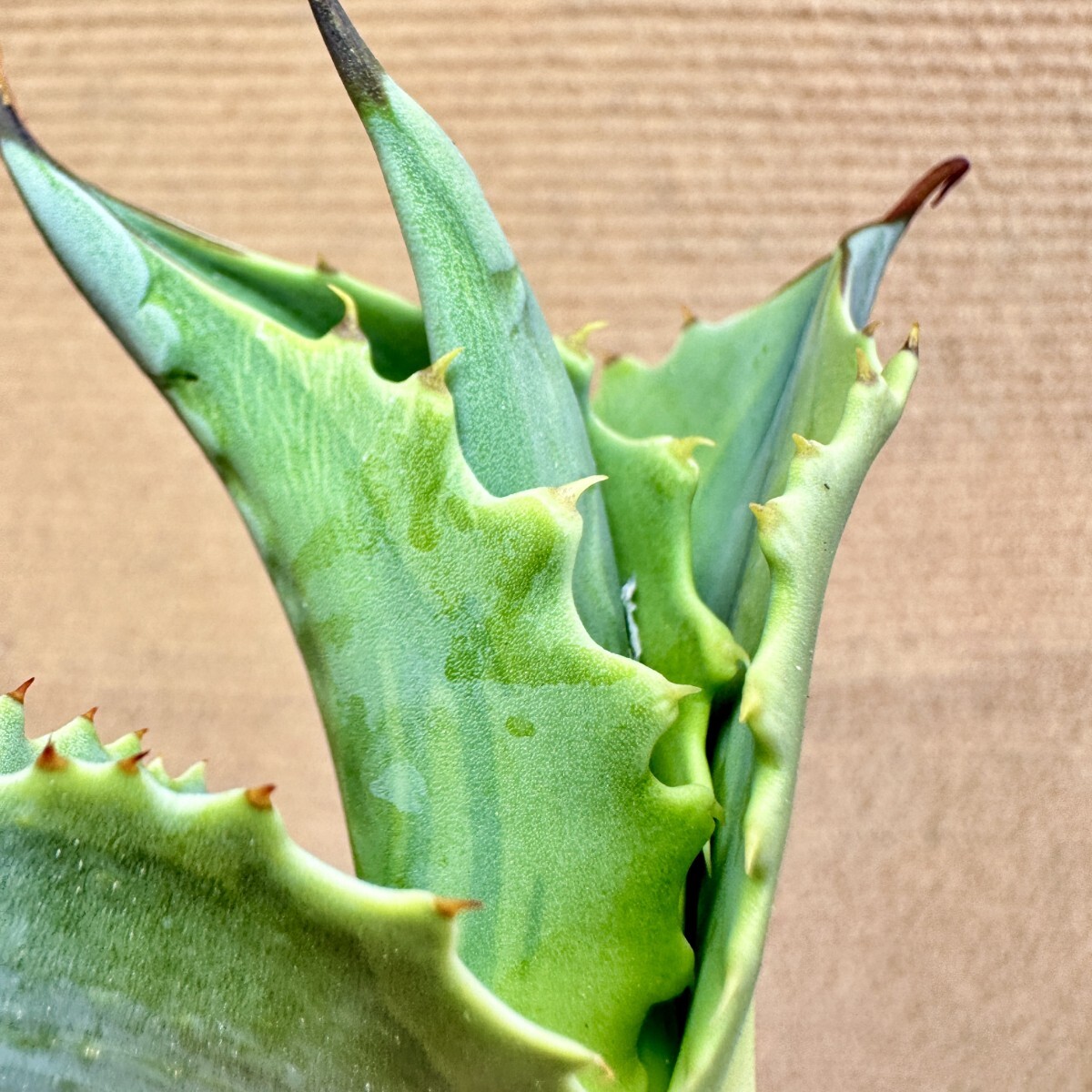 Yahoo!オークション - 【Lj_plants】Q592 貴重な希少種 多肉植物 アガ...