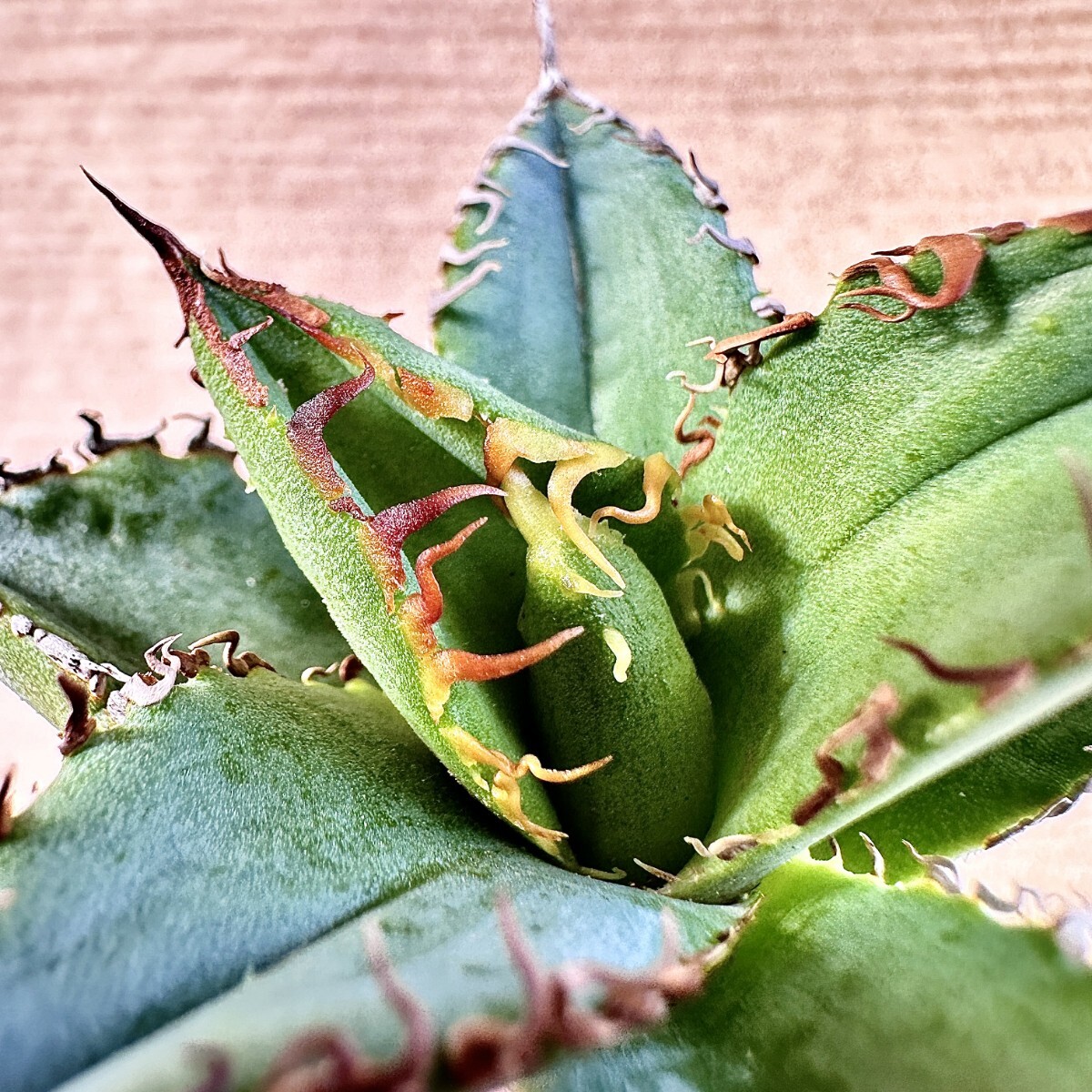 Yahoo!オークション - 【Lj_plants】Q541 アガベ チタノタ 金蝉王 表棘...