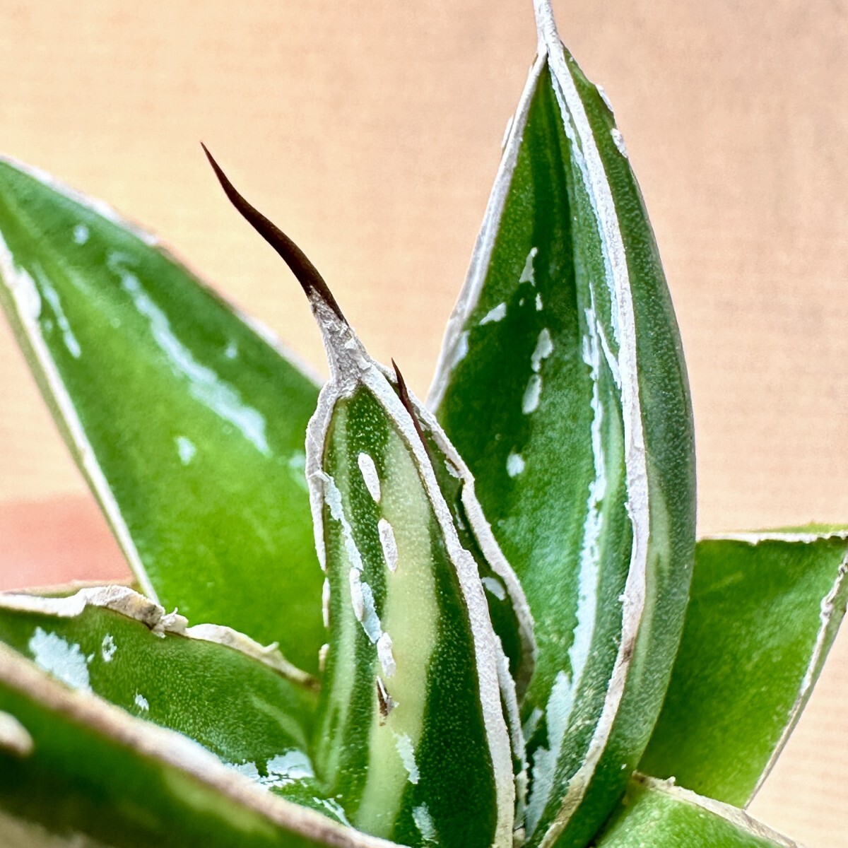 Lj_plants Q675 多肉植物 アガベ ダルマ笹の雪錦 極上斑入り 白斑 Sクラスは希少株 極美極上株(中古)のオークション落札情報