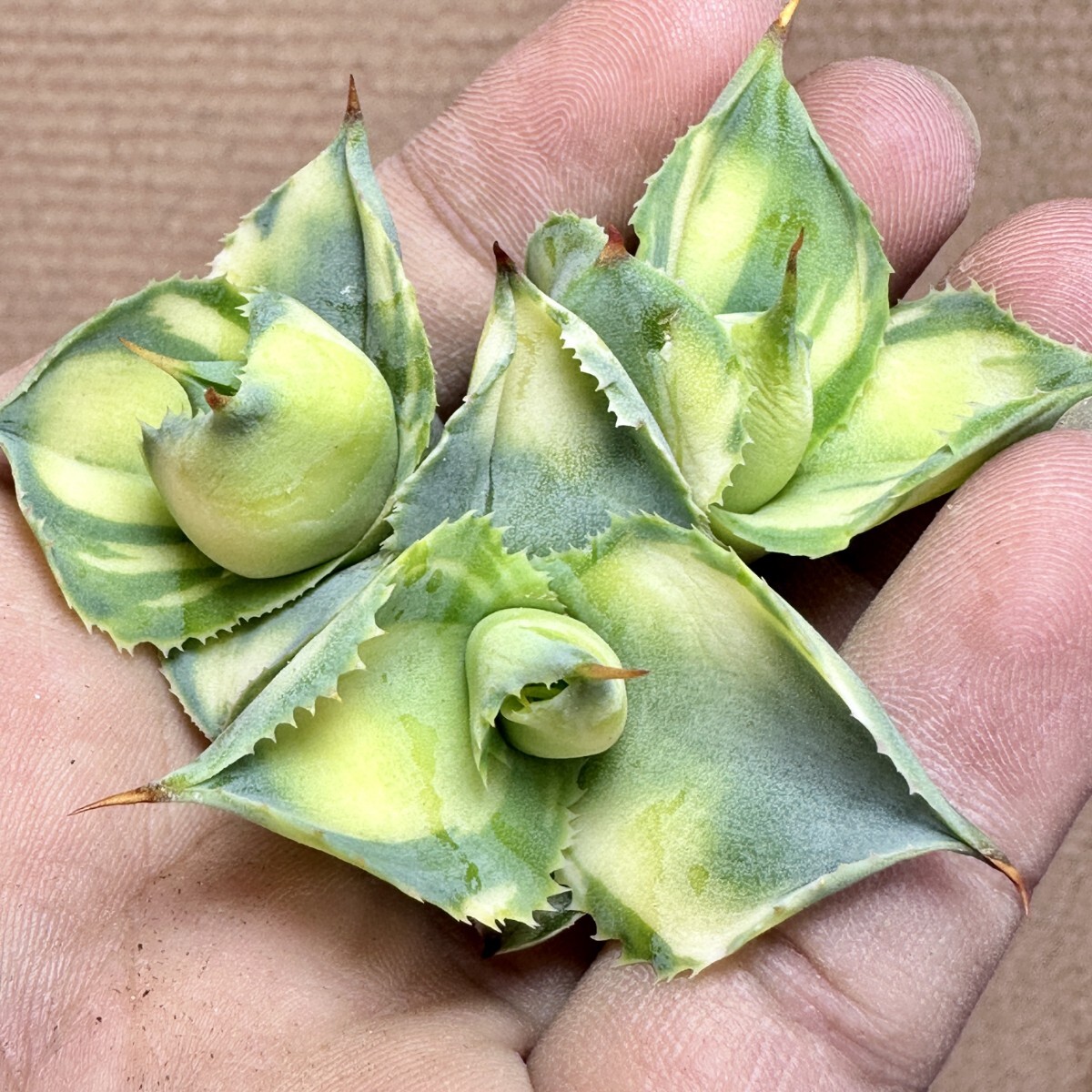 Yahoo!オークション - 【Lj_plants】Q681 貴重な希少種 アガベ臺灣之星...