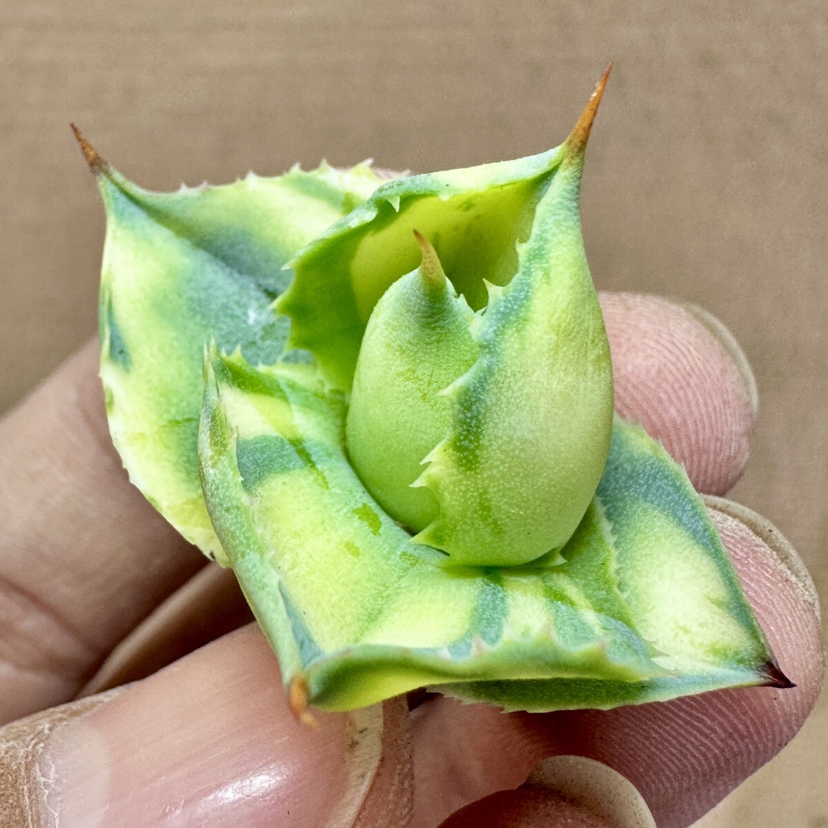 Yahoo!オークション - 【Lj_plants】Q681 貴重な希少種 アガベ臺灣之星...