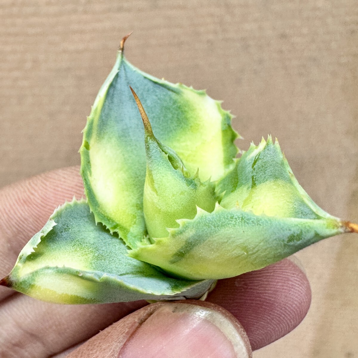 Yahoo!オークション - 【Lj_plants】Q681 貴重な希少種 アガベ臺灣之星...