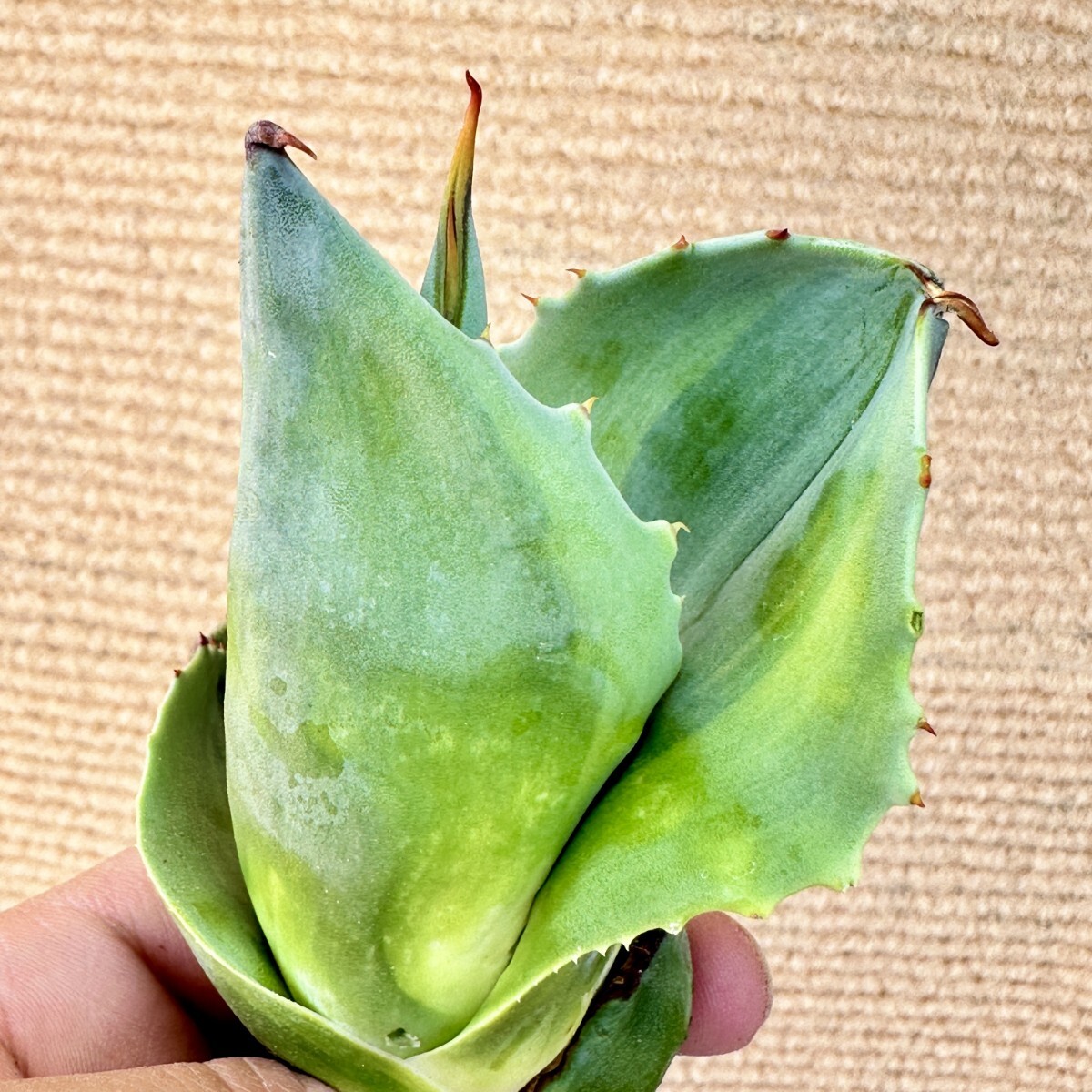 Lj_plants Q692 SSS な 種 多肉植物 アガベ オバティフォリア オルカ 極上斑 覆輪錦 厳選極美極上大天芽株(アガベ)｜売買されたオークション情報、yahooの商品情報を ...