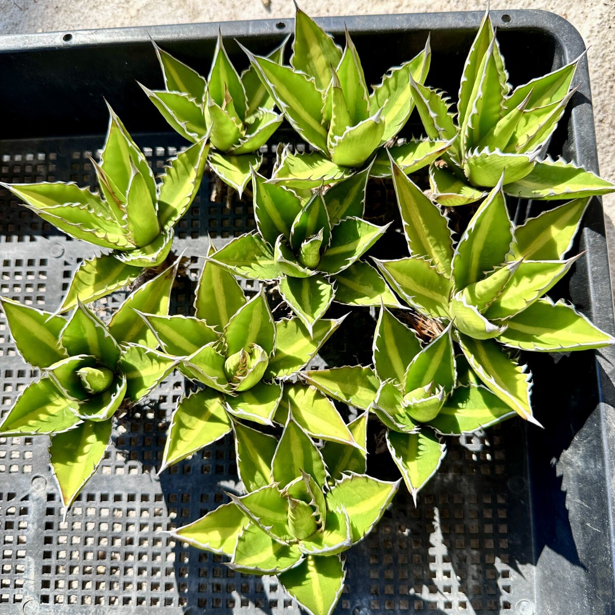 Yahoo!オークション - 【Lj_plants】Q617 激レア高級品種 アガベ チタ...