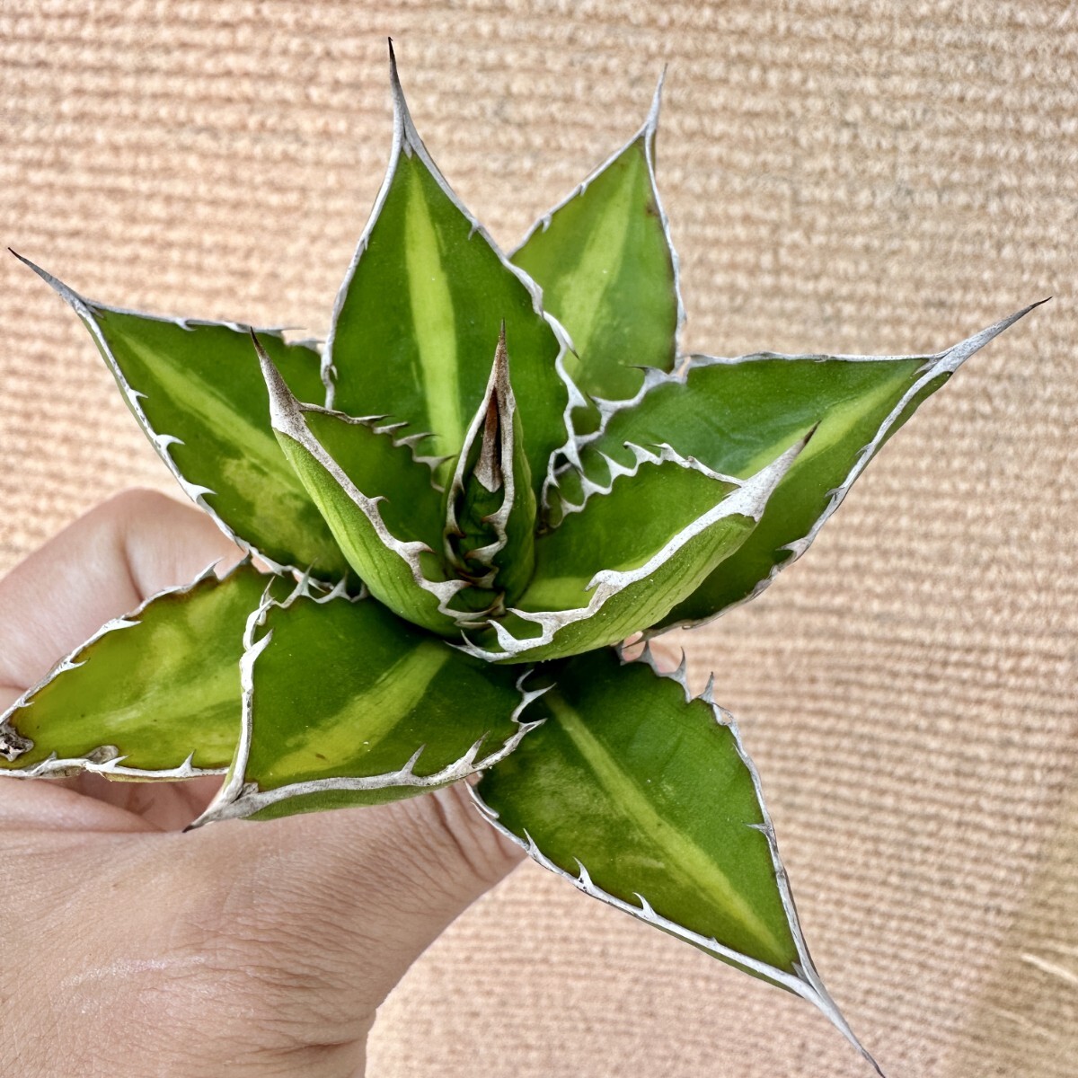 Yahoo!オークション - 【Lj_plants】Q617 激レア高級品種 アガベ チタ...