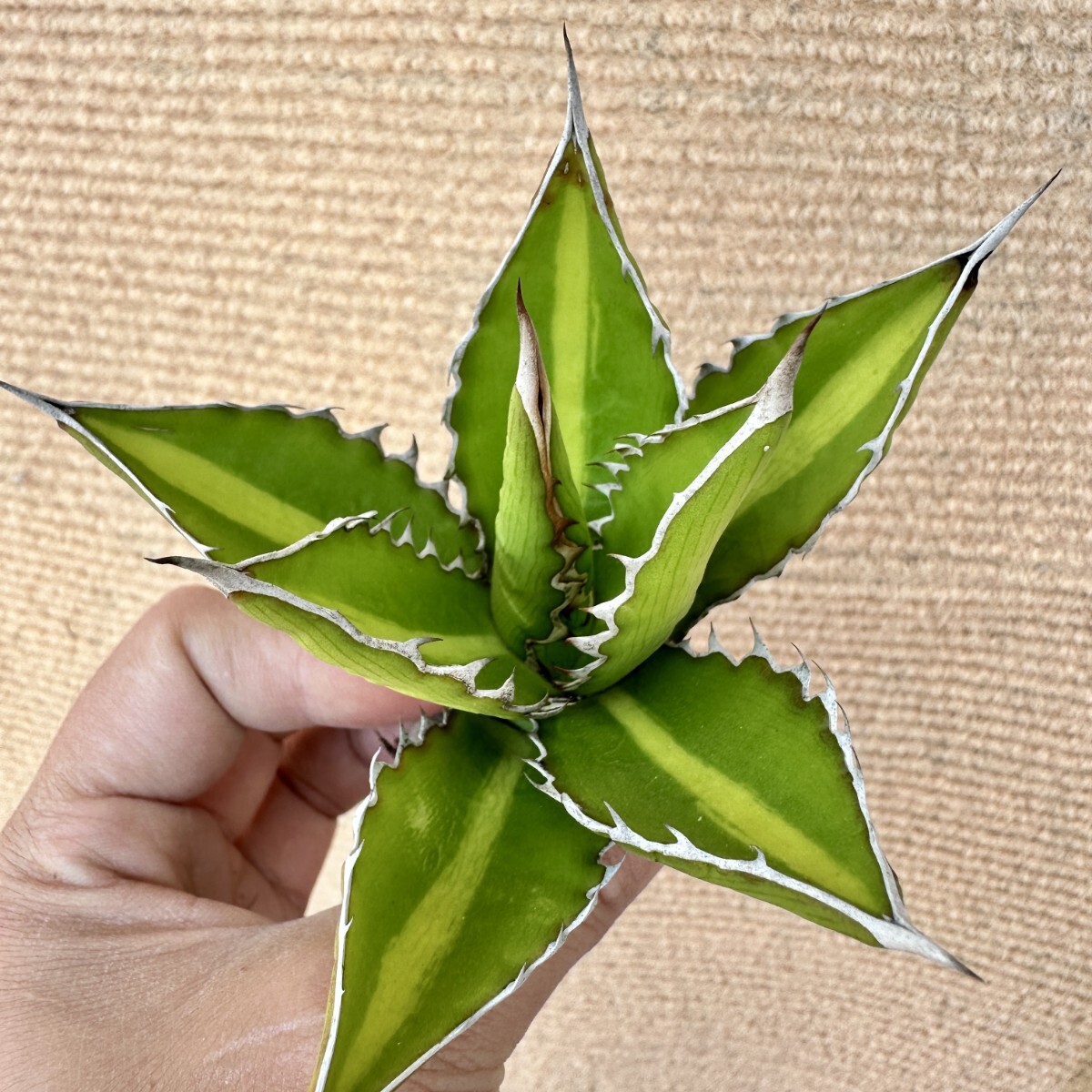 Yahoo!オークション - 【Lj_plants】Q617 激レア高級品種 アガベ チタ...