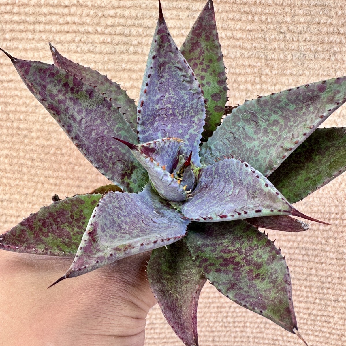 Yahoo!オークション - 【Lj_plants】Q648 激レア高級品種 多肉植物 ア...