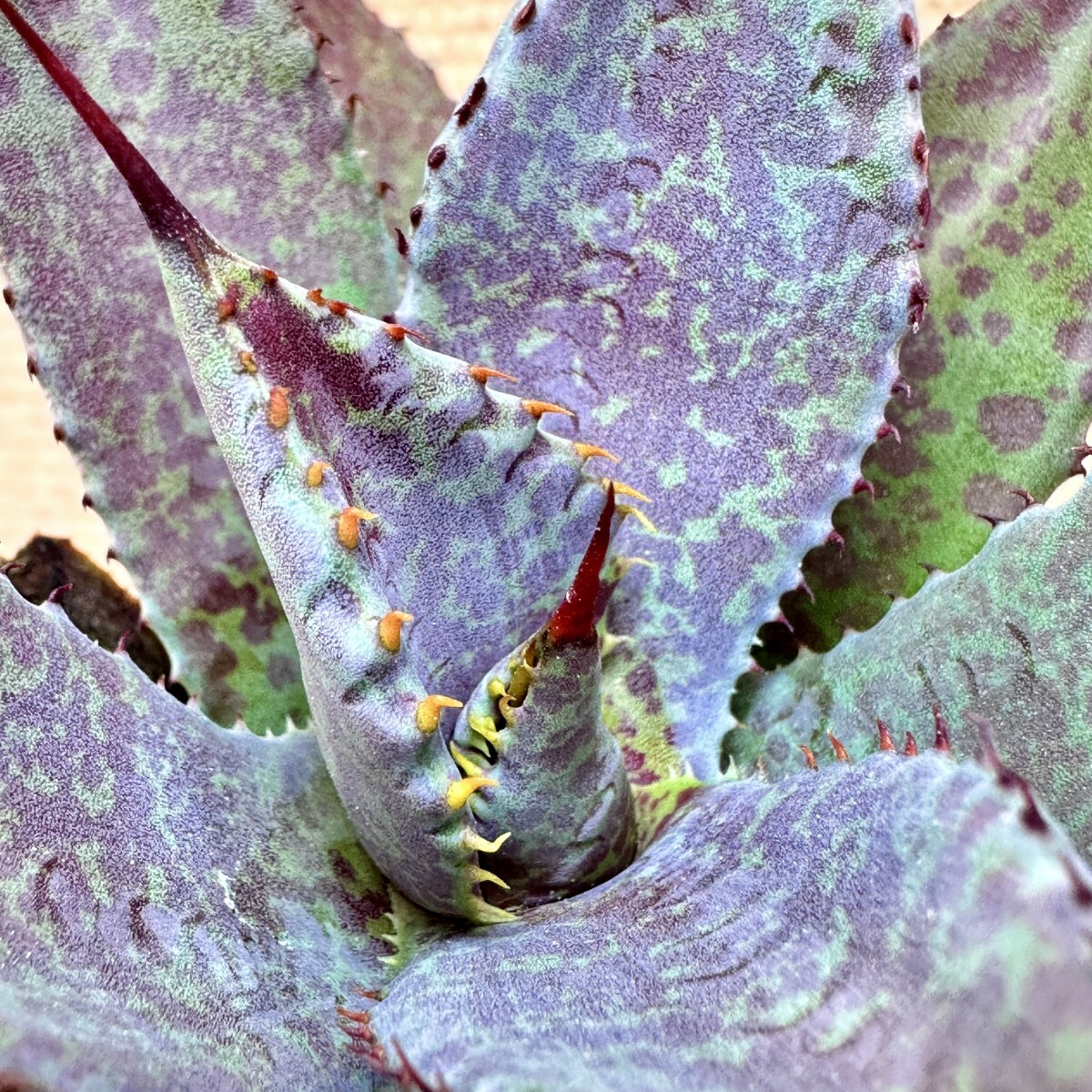 Yahoo!オークション - 【Lj_plants】Q648 激レア高級品種 多肉植物 ア...