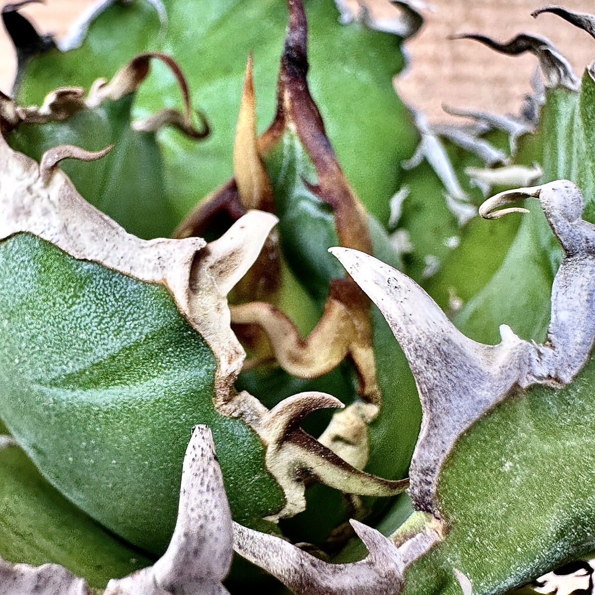 Yahoo!オークション - 【Lj_plants】Q614 激レア高級品種 アガベ チタ...