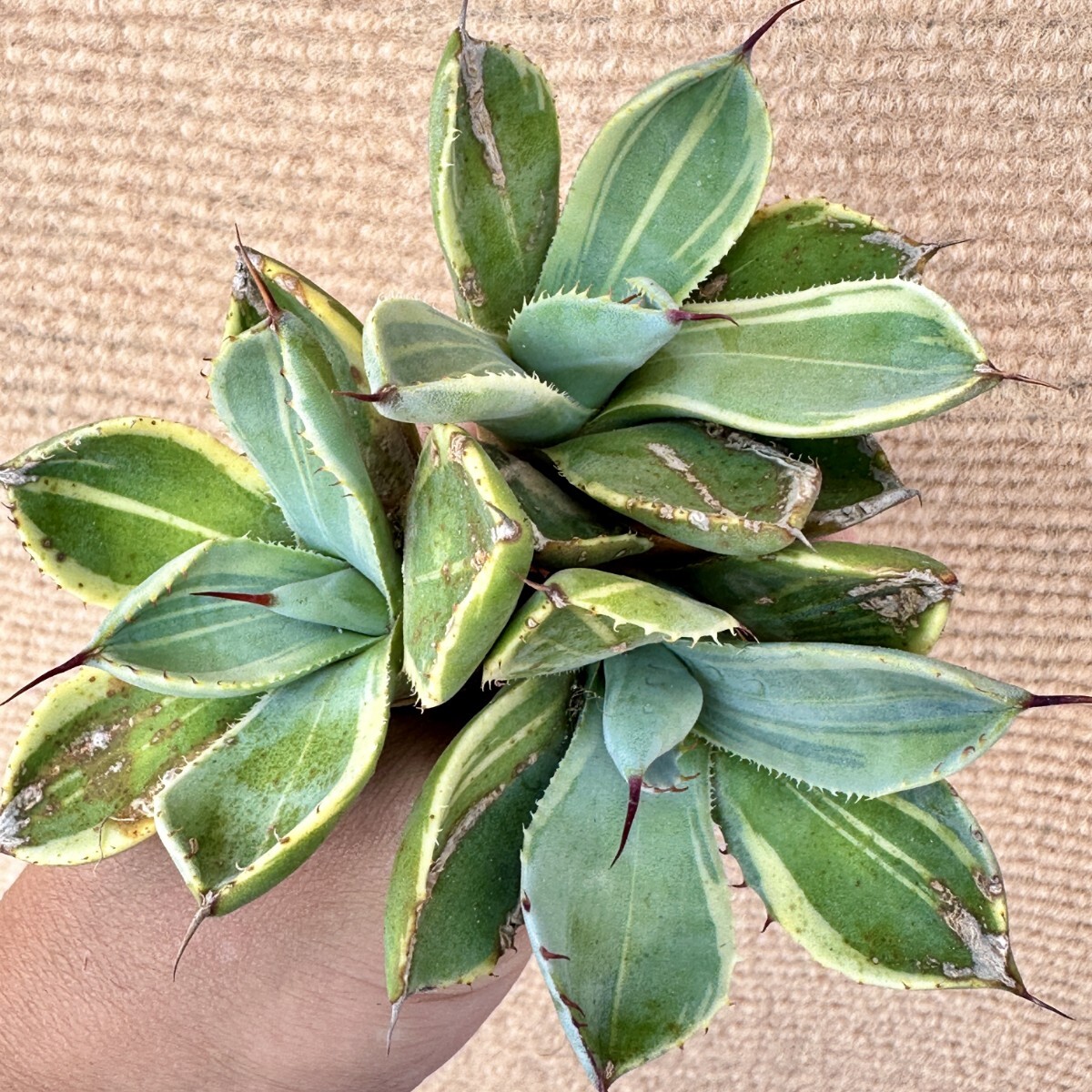 Yahoo!オークション - 【Lj_plants】Q608 アガベ パリー トランカータ ...