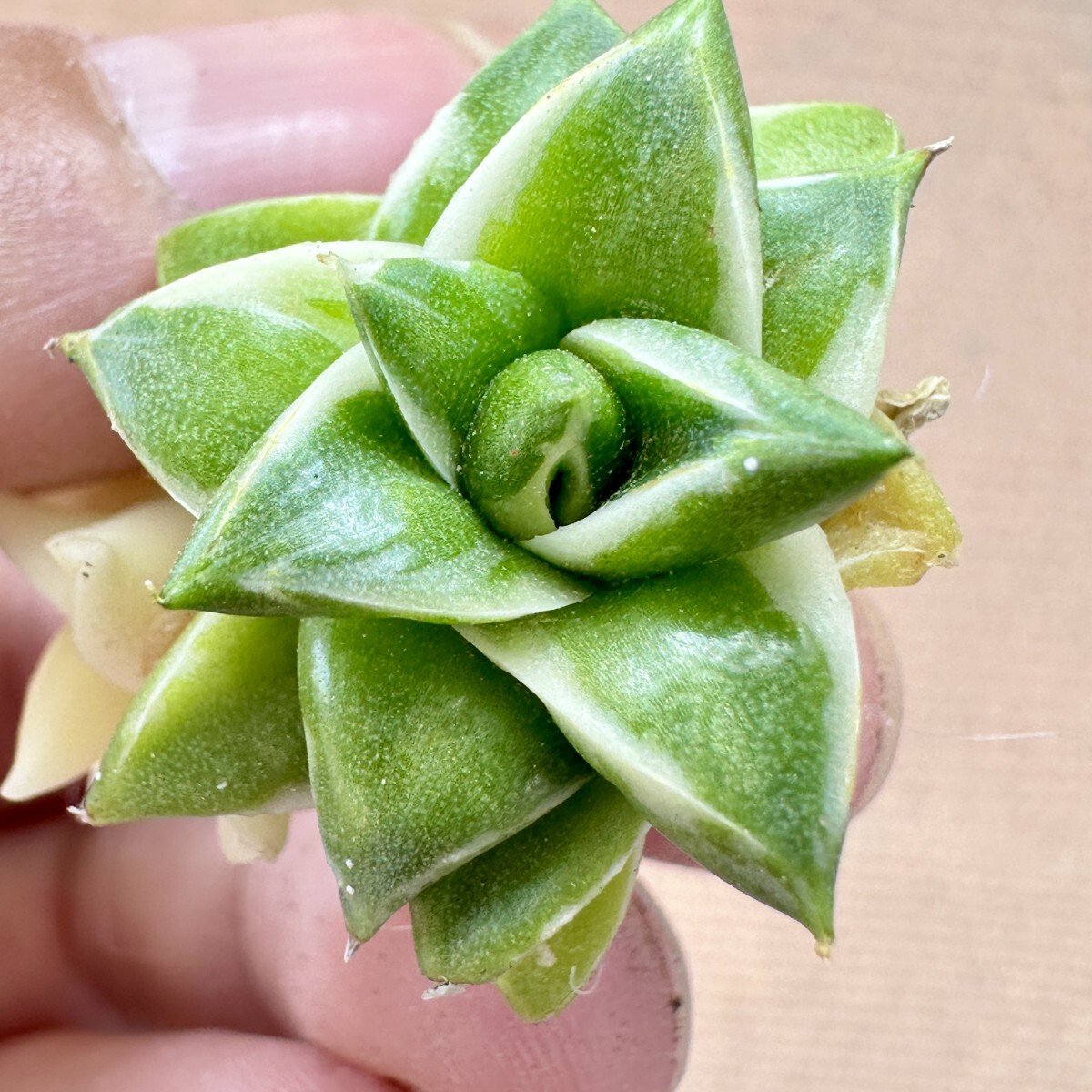 Yahoo!オークション - 【Lj_plants】Q620【SSS 繁殖株 付子株】アガベ ...