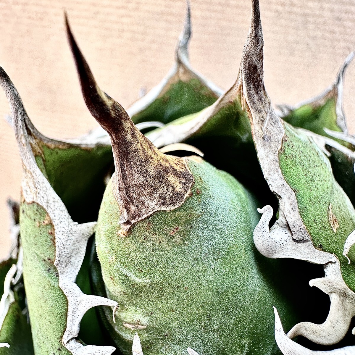 Yahoo!オークション - 【Lj_plants】Q689 激レア高級品種 アガベ チタ...