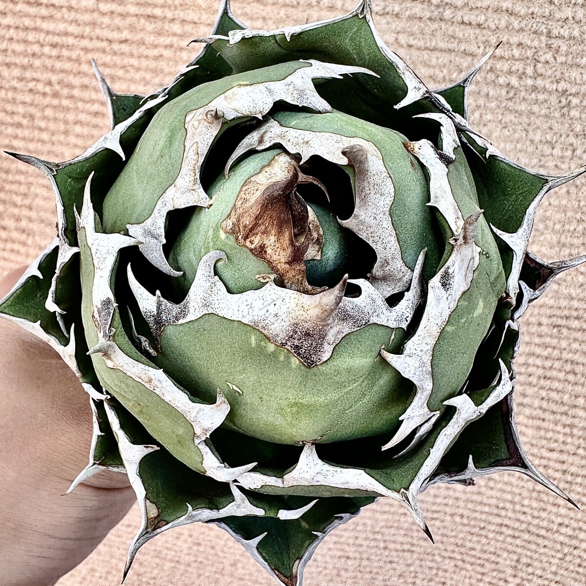 Yahoo!オークション - 【Lj_plants】Q687 特選 アガベ チタノタ 姫厳竜...