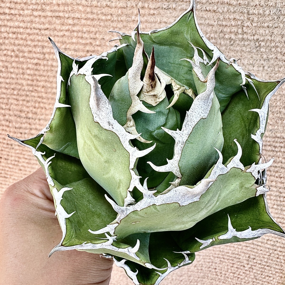 Yahoo!オークション - 【Lj_plants】Q686 特選 アガベ 多肉植物 チタノ...