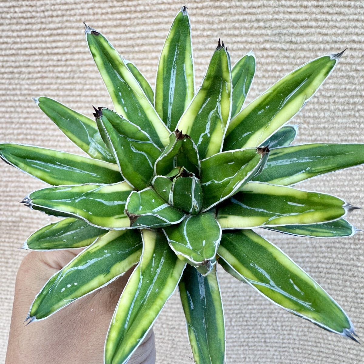 Yahoo!オークション - 【Lj_plants】Q741 多肉植物 アガベ 羽斑笹の雪 ...