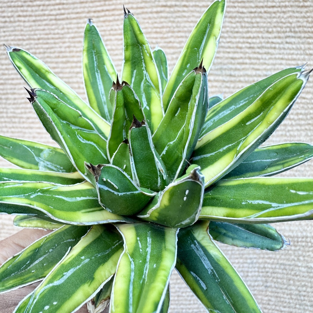 Yahoo!オークション - 【Lj_plants】Q741 多肉植物 アガベ 羽斑笹の雪 ...