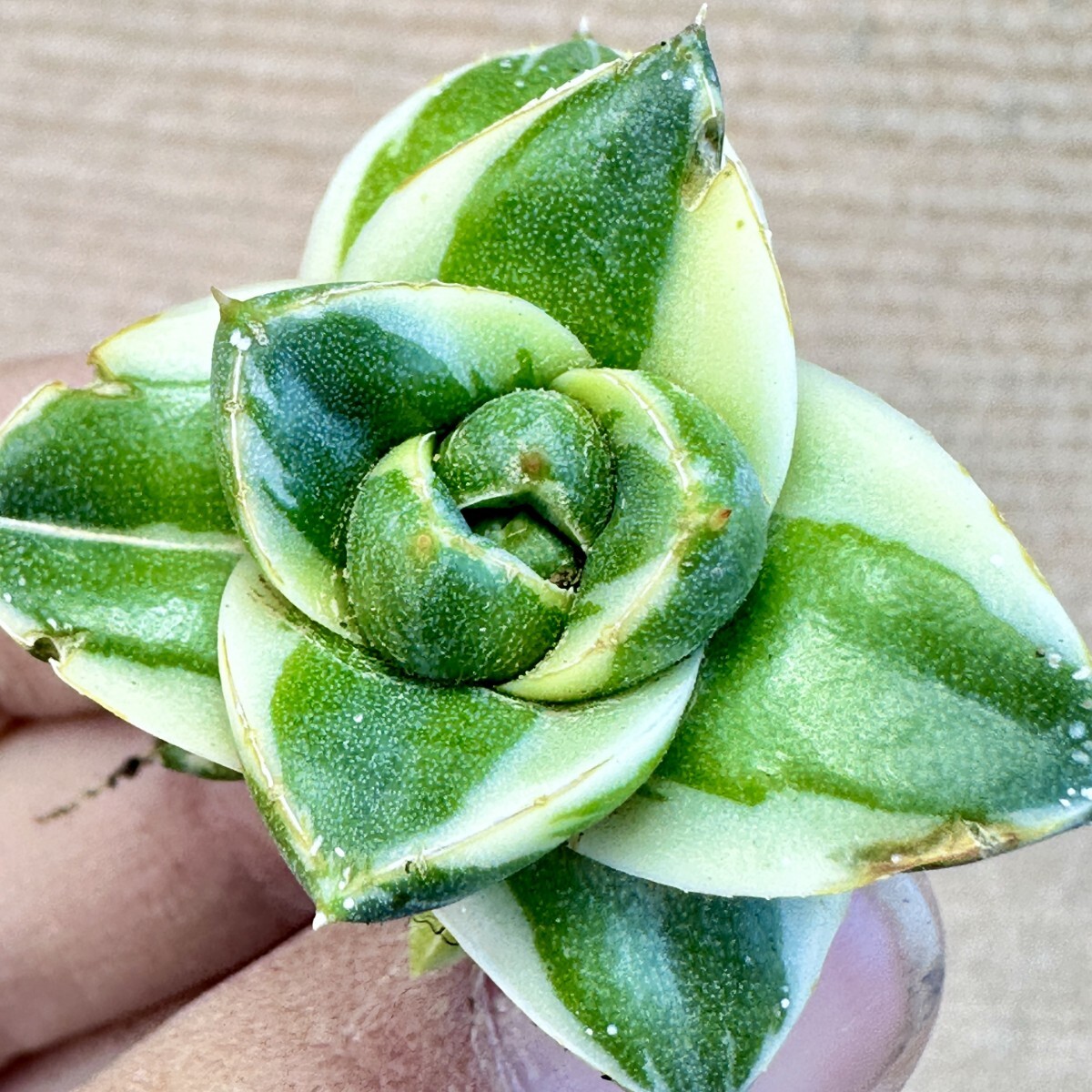 Yahoo!オークション - 【Lj_plants】Q714 SSS アガベ ピンキー王妃A型 ...