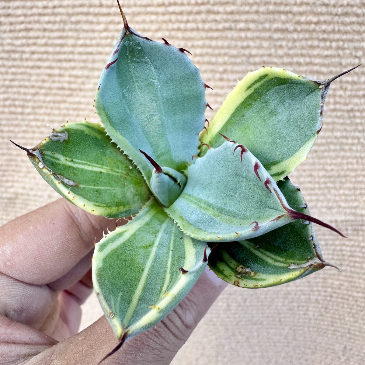 Yahoo!オークション - 【Lj_plants】Q731 アガベ パリー トルンカータ...