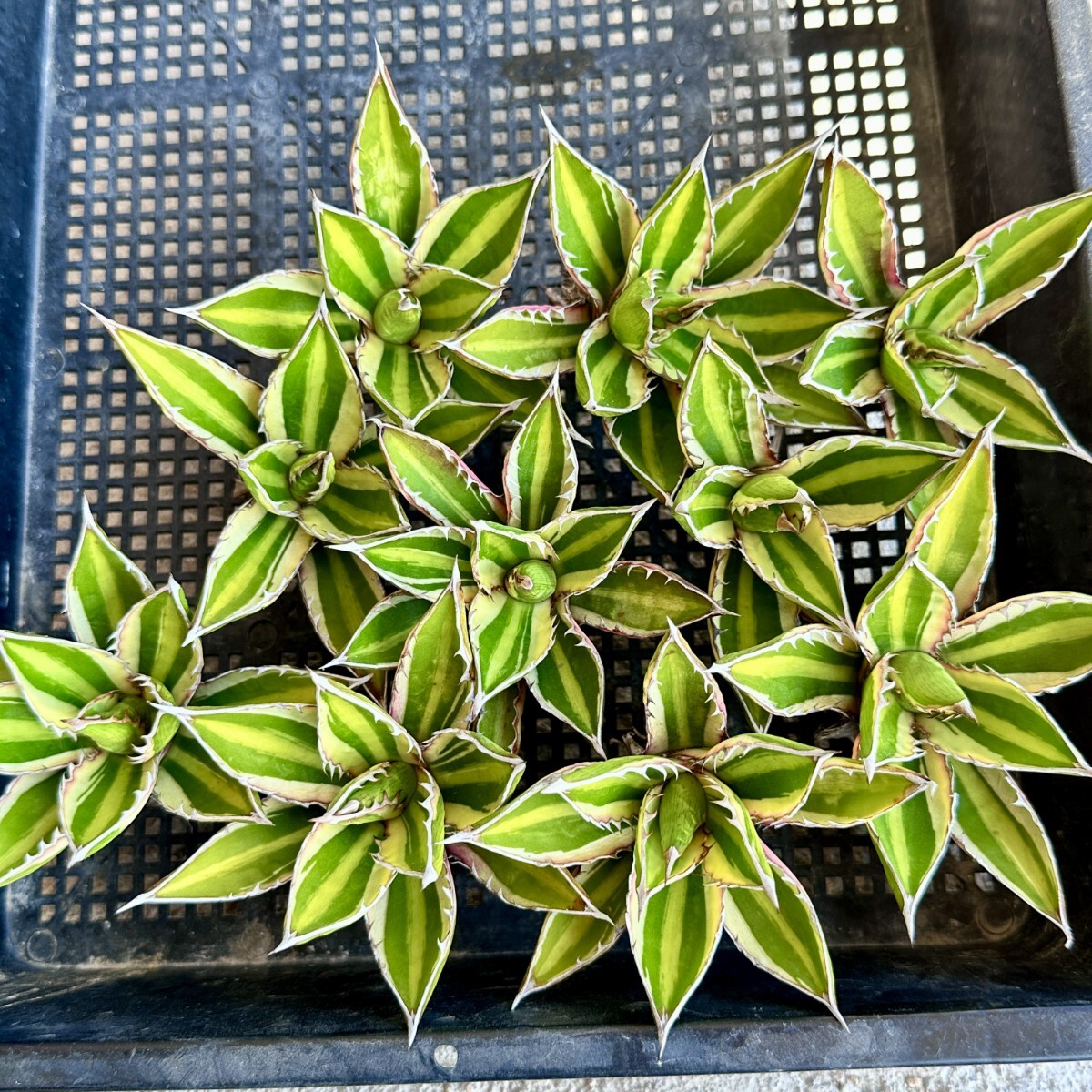 Yahoo!オークション - 【Lj_plants】Q618 多肉植物 アガベ 五色万代 10...