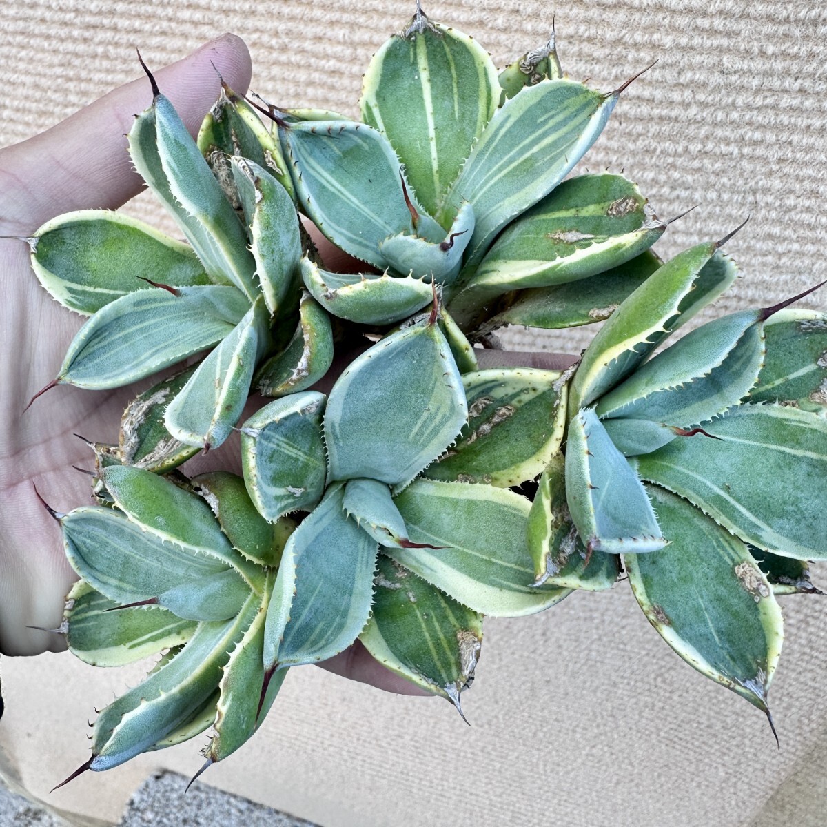 Yahoo!オークション - 【Lj_plants】Q707 アガベ パリー トランカータ ...