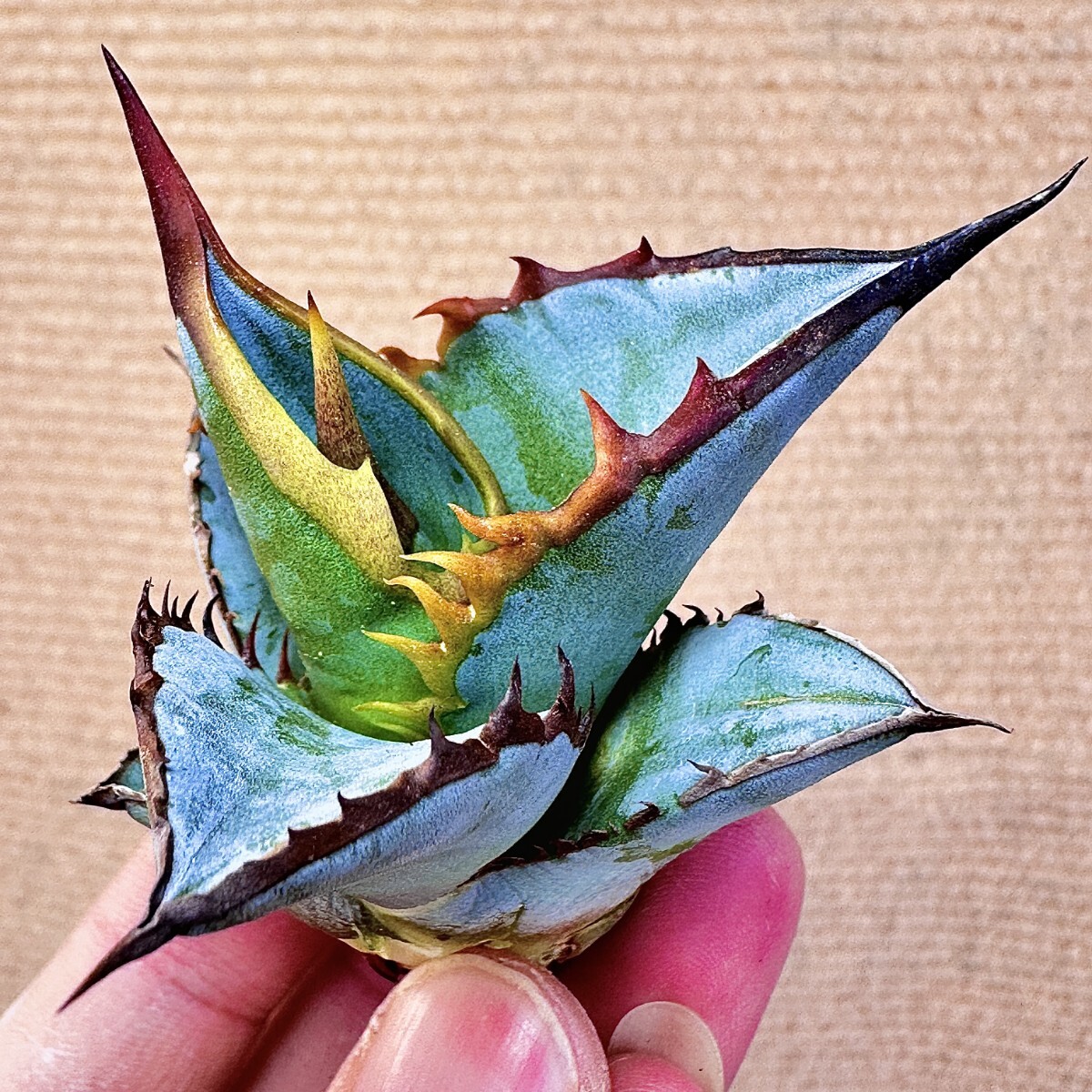 Yahoo!オークション - 【Lj_plants】Q984 激レア高級品種 アガベ チタ...