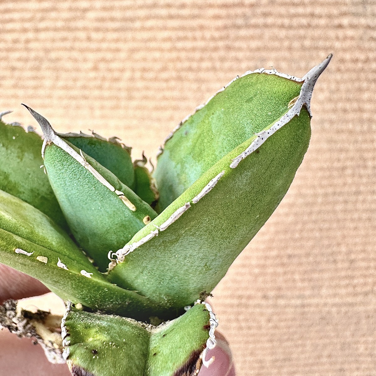 Yahoo!オークション - 【Lj_plants】Q64 激レア高級品種 アガベ チタノ...