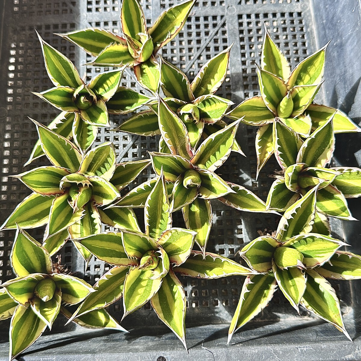 Yahoo!オークション - 【Lj_plants】Q30 多肉植物 アガベ 五色万代 10...