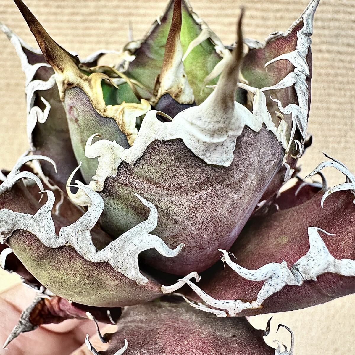 Yahoo!オークション - 【Lj_plants】Q15 激レア高級品種 アガベ チタノ...