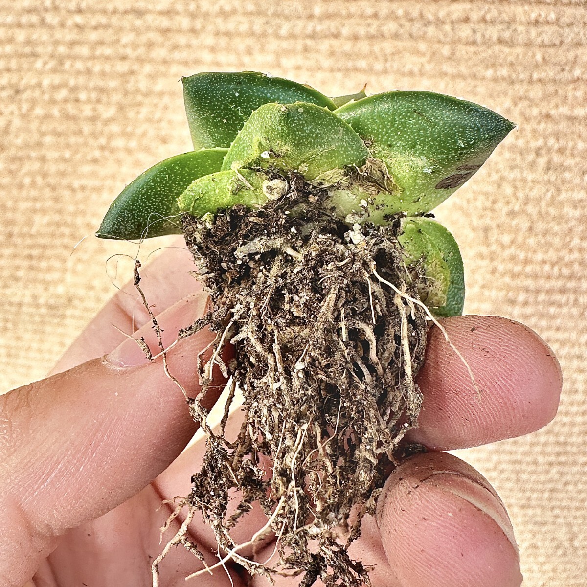 Yahoo!オークション - 【Lj_plants】Q18 株を厳選する 多肉植物アガベ ...