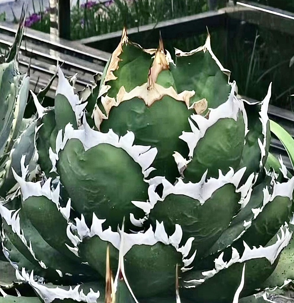 Yahoo!オークション - 【Lj_plants】Q79 貴重な希少種 アガベ チタノタ...