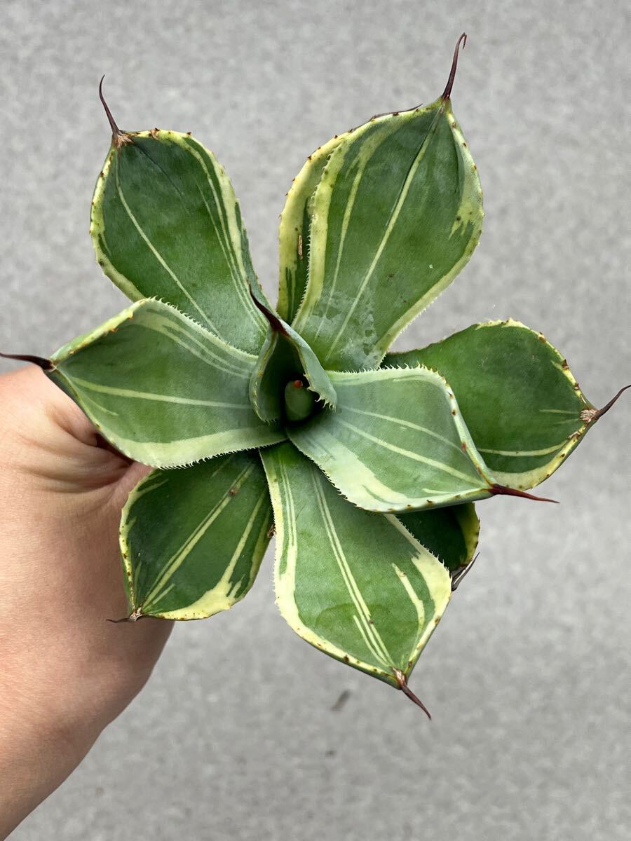 Yahoo!オークション - 027-3【麒麟堂】アガベ 多肉植物 パリー トラン...