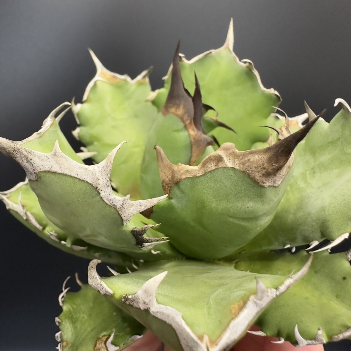 Yahoo!オークション - Q15 【青田園芸】 特選 アガベ 多肉植物 チタノ...