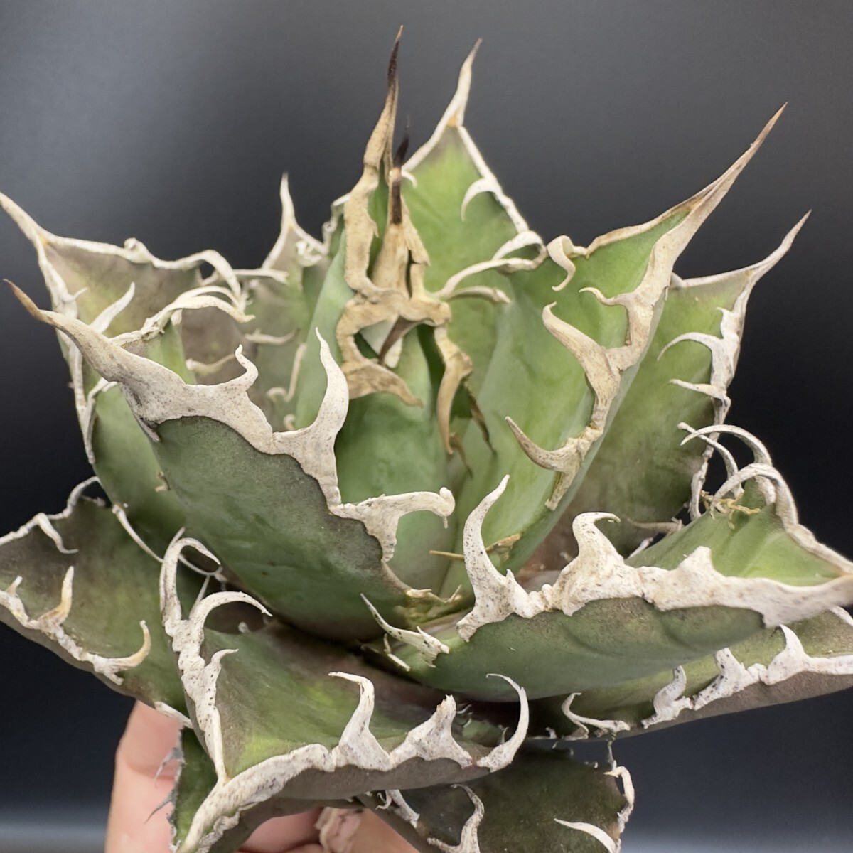 Yahoo!オークション - Q16 【青田園芸】特選 アガベ 多肉植物 チタノタ...