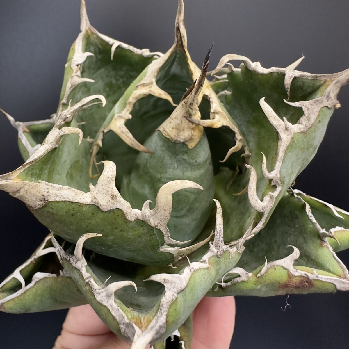 Yahoo!オークション - Q17 【青田園芸】 特選 アガベ 多肉植物 チタノ...