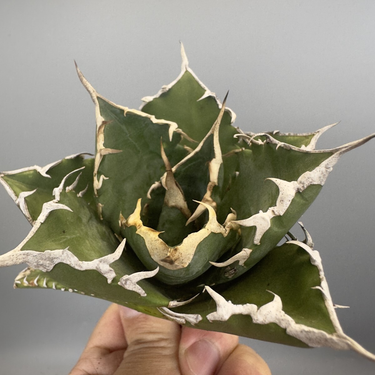 Yahoo!オークション - S53 【青田園芸】 アガベチタノタ 狂棘夕映 強棘...