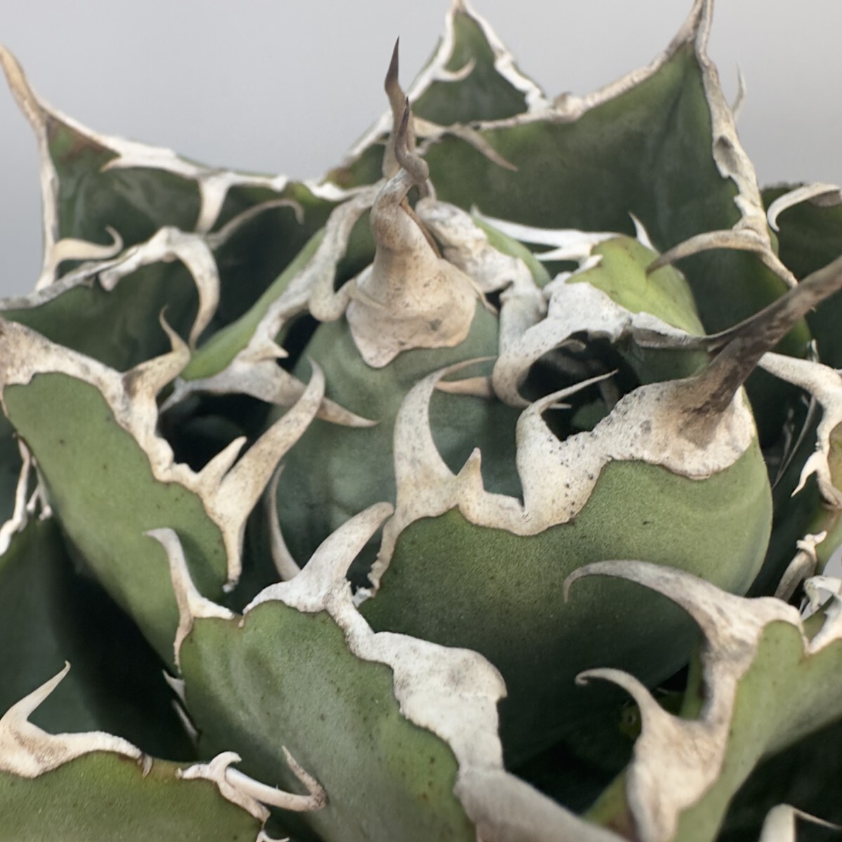 Yahoo!オークション - X28 【青田園芸】 特選 アガベ 多肉植物 チタノ...