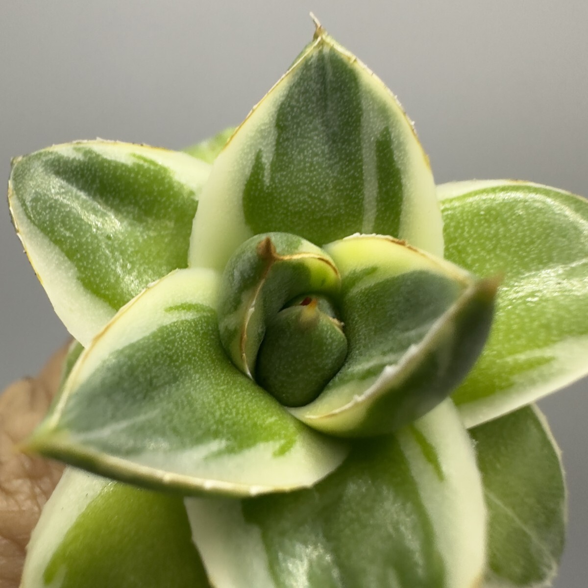 Yahoo!オークション - X66 【青田園芸】 多肉植物 アガベ ピンキー 王...