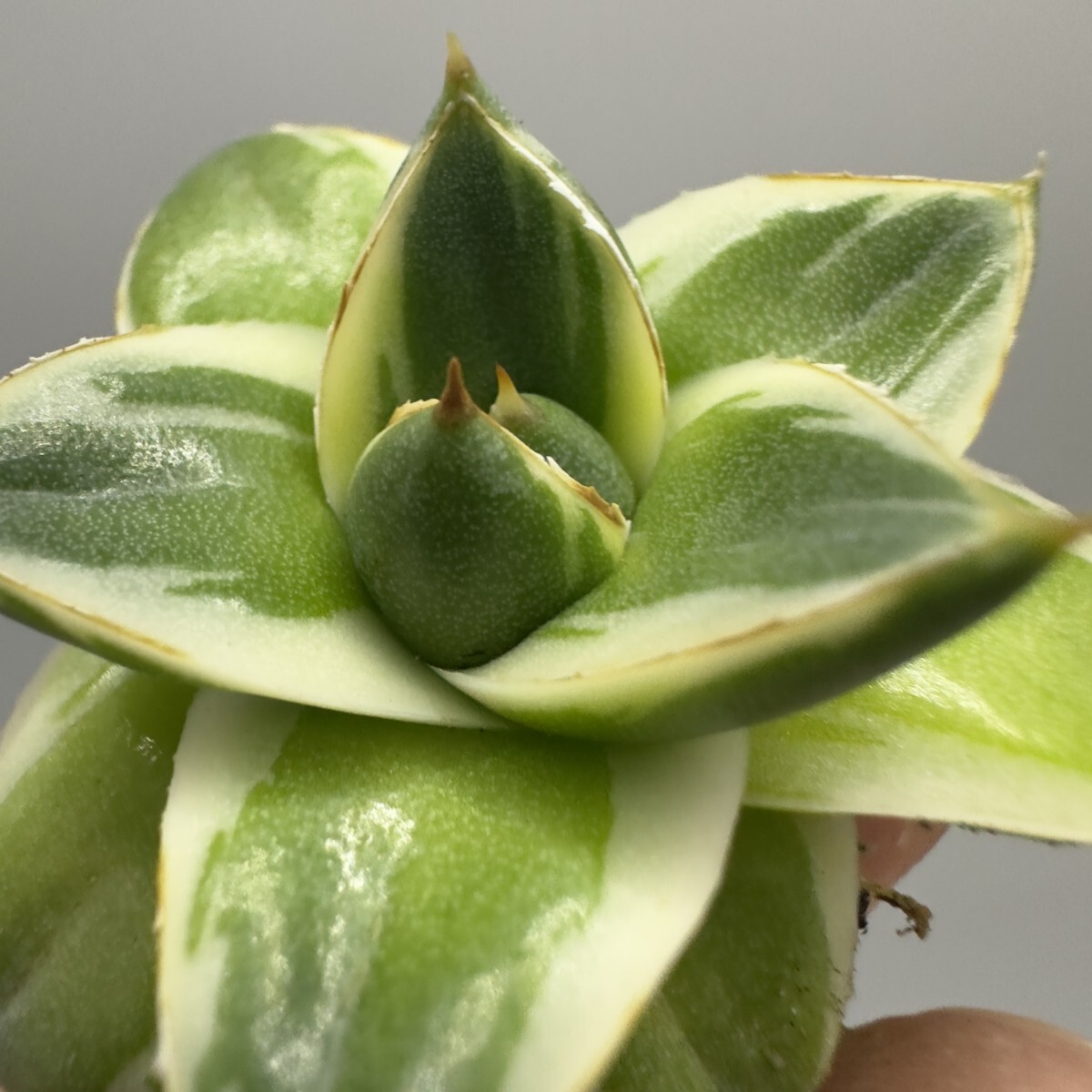 Yahoo!オークション - X66 【青田園芸】 多肉植物 アガベ ピンキー 王...