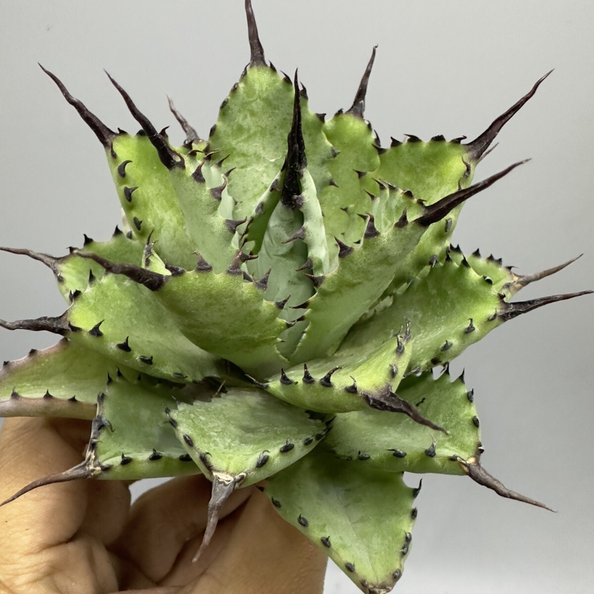 Yahoo!オークション - Y53 【青田園芸】 特選 アガベ 多肉植物 八荒雷...