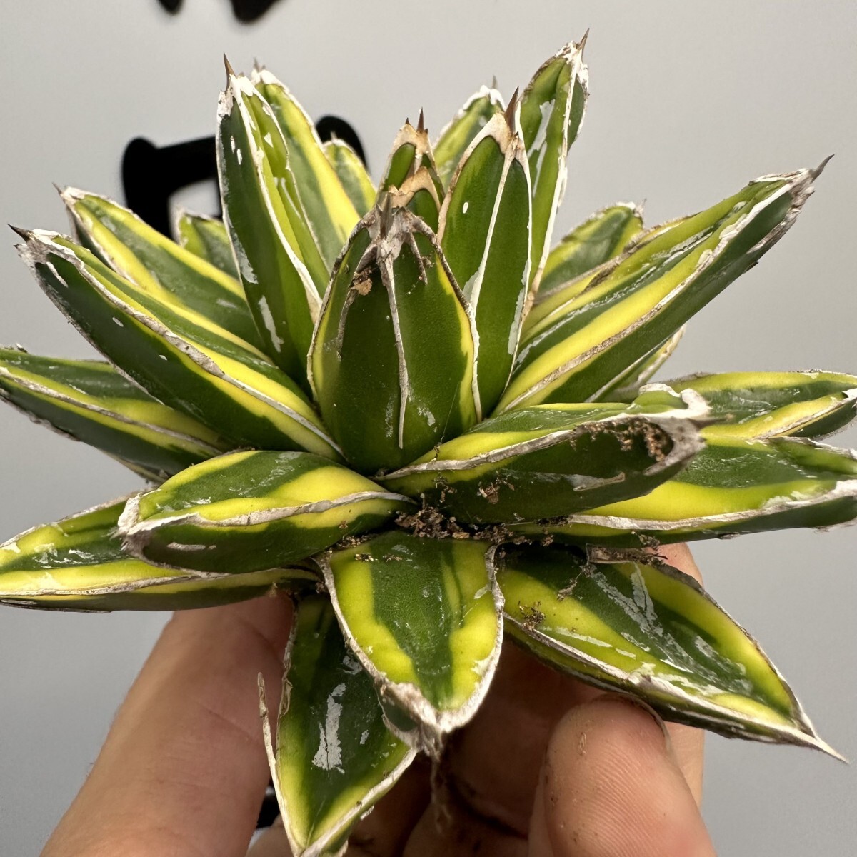 Yahoo!オークション - N59 【青田園芸】 特選 アガベ 多肉植物 笹の雪 ...