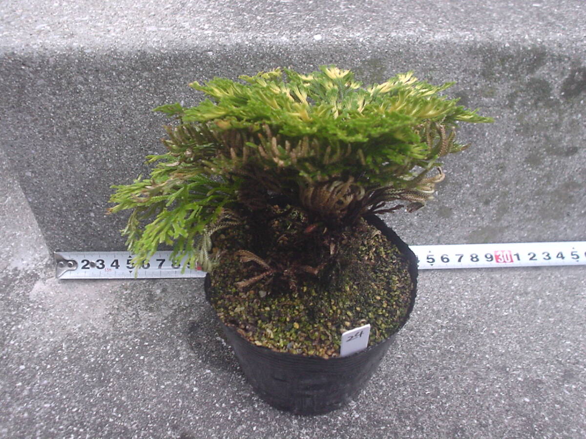 Yahoo!オークション - イワヒバ 品種不明 24