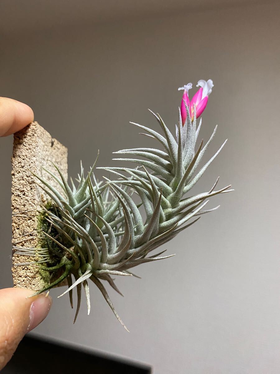Yahoo!オークション - Tillandsia hofackeri