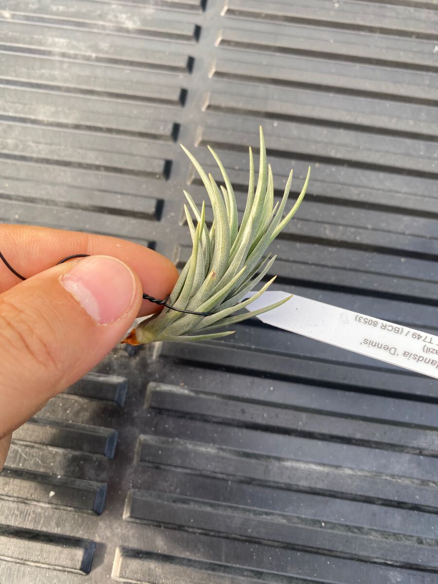 Yahoo!オークション - Tillandsia ‘Dennis’