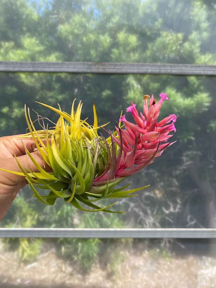 Yahoo!オークション - Tillandsia geminiflora