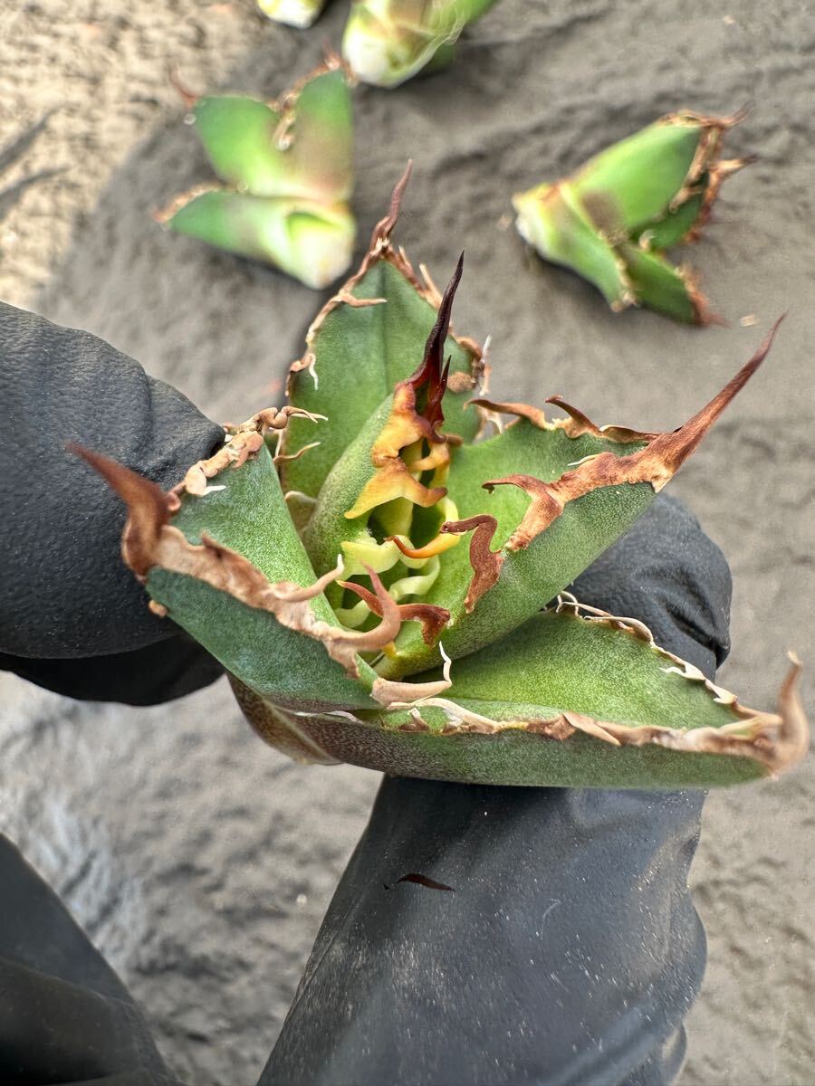 Yahoo!オークション - 【observers】225アガベ チタノタ シーザー caes...