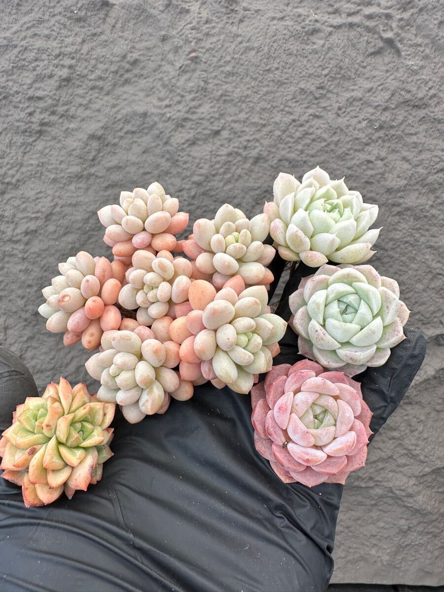 observers 248 多肉植物 観葉植物 美株 5株同梱し 多肉植物セット ミックス多肉植物(アガベ)｜売買されたオークション情報、yahooの商品情報をアーカイブ公開 - オークファン ...