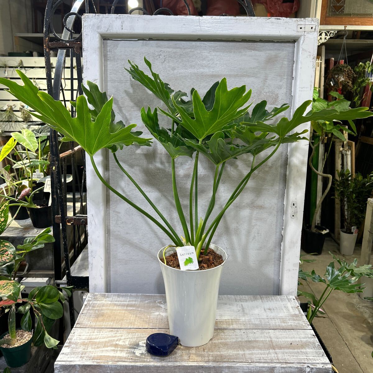 Yahoo!オークション - フィロデンドロン セローム④ 6号 鉢底から約66c...