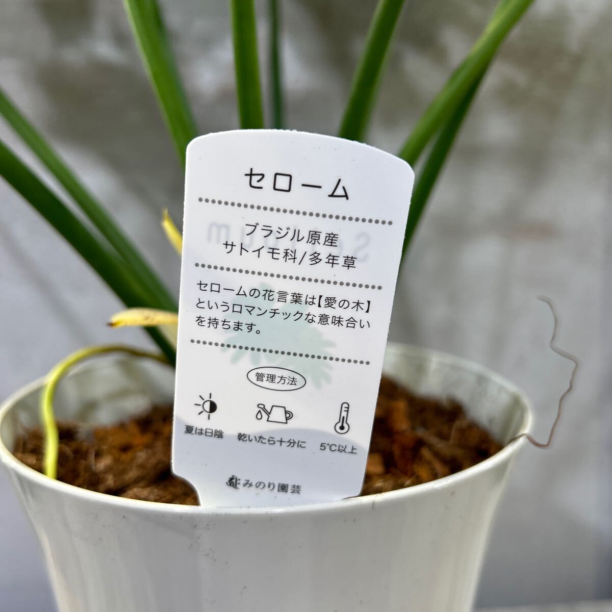 Yahoo!オークション - フィロデンドロン セローム④ 6号 鉢底から約66c...